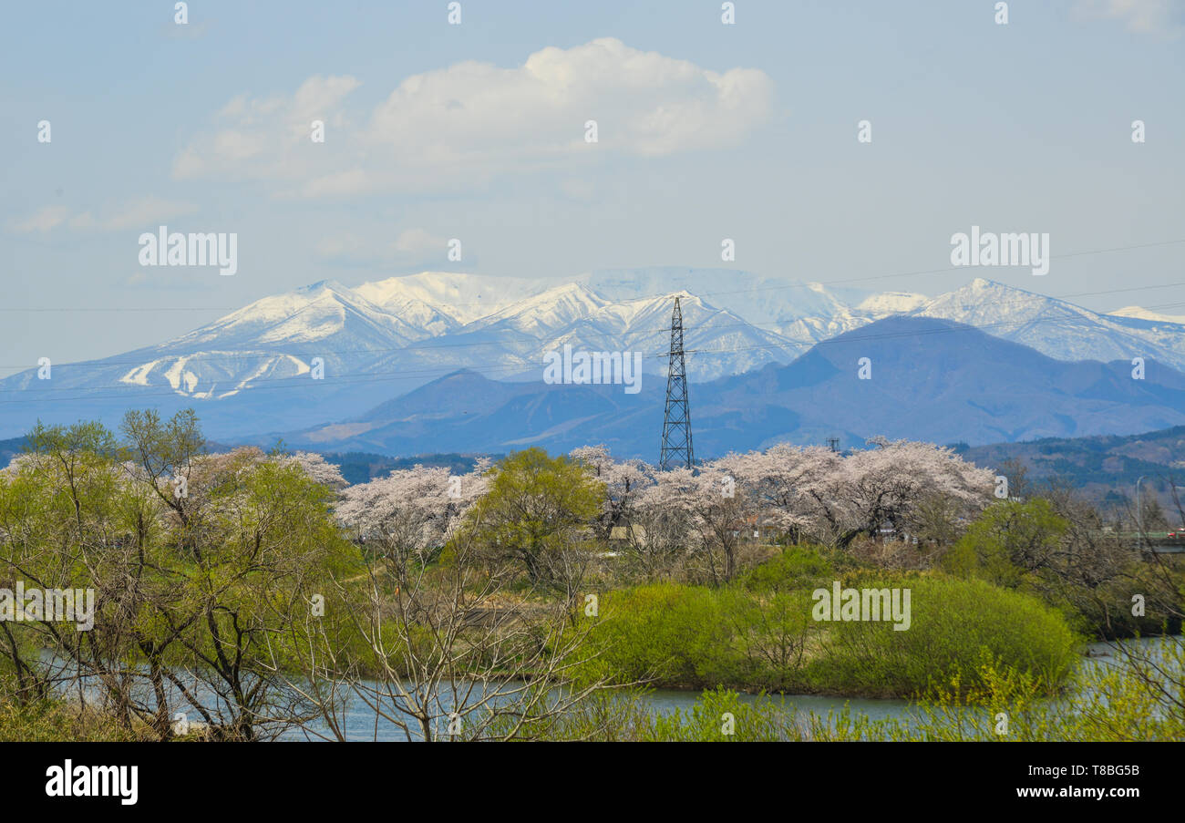 Cherry blossom with Zao Mountain Range background in Miyagi, Japan ...