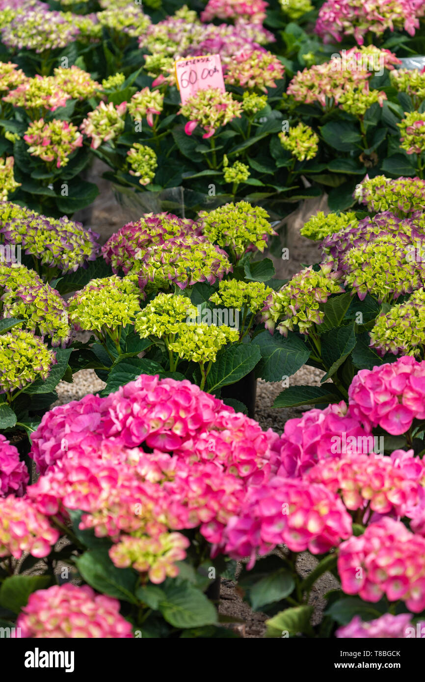 Flowers for sale at a Croatian flower market Stock Photo - Alamy