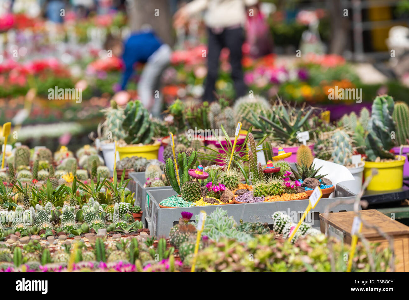 Succulent plants and cactus in pots for sale in street market Stock ...