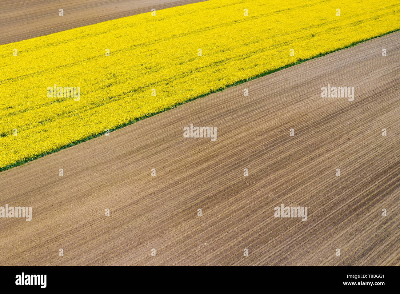 Aerial view of summer fields. Yellow fields from above. Photo captured ...