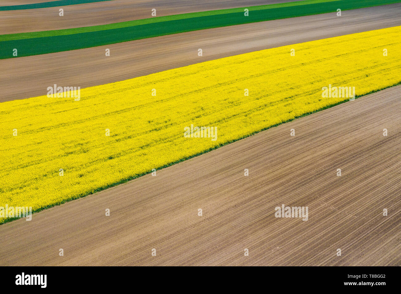 Aerial view of summer fields. Yellow fields from above. Photo captured ...