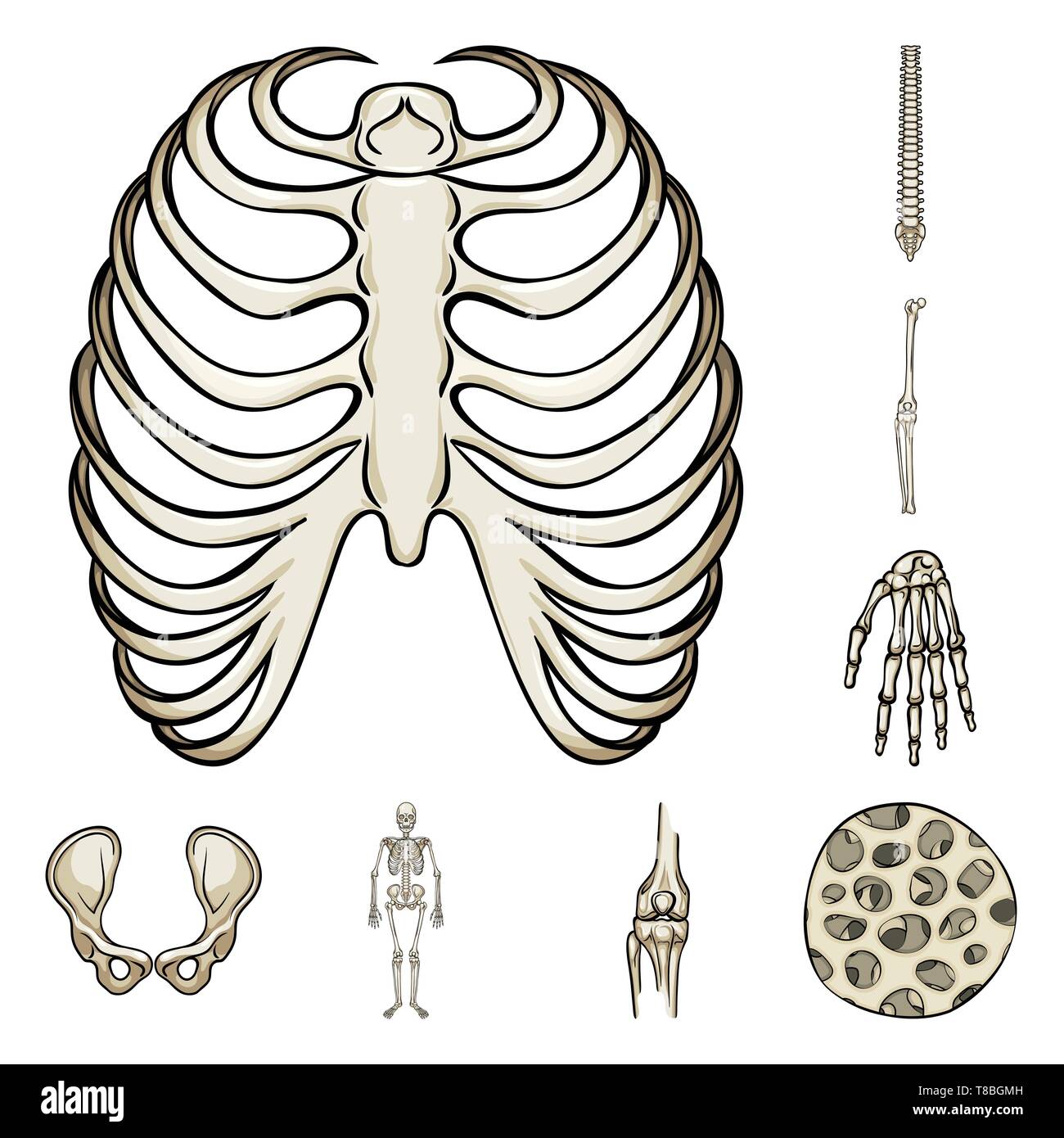 rib,knee,wrist,hip,musculoskeletal,femur,fiber,cage,spine,joint,hand ...