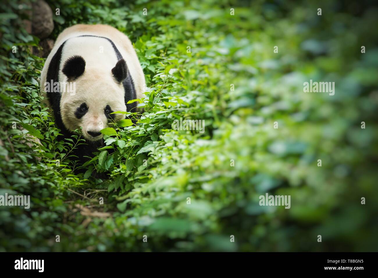 Giand hi-res stock photography and images - Alamy