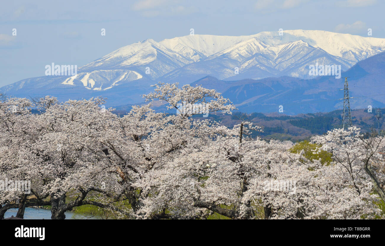 Cherry blossom with Zao Mountain Range background in Miyagi, Japan ...