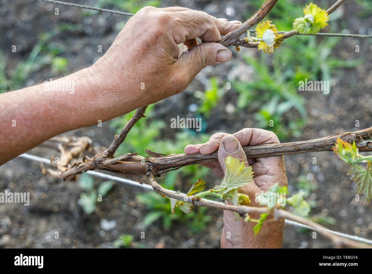 Wrinkled hands of farmer hand hold a grape branch Stock Photo - Alamy