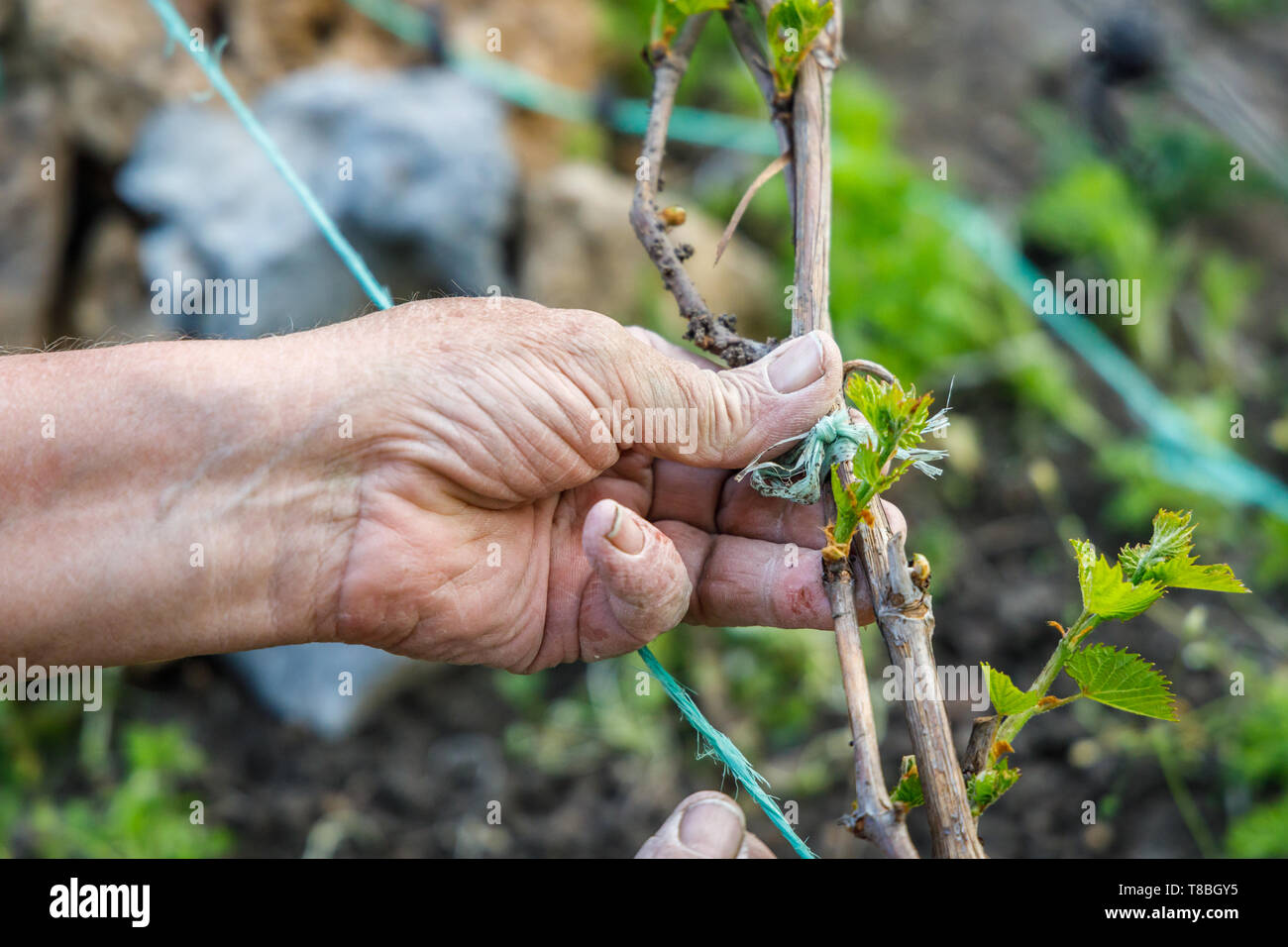Male wrinkled hand holding a grape branch Stock Photo - Alamy