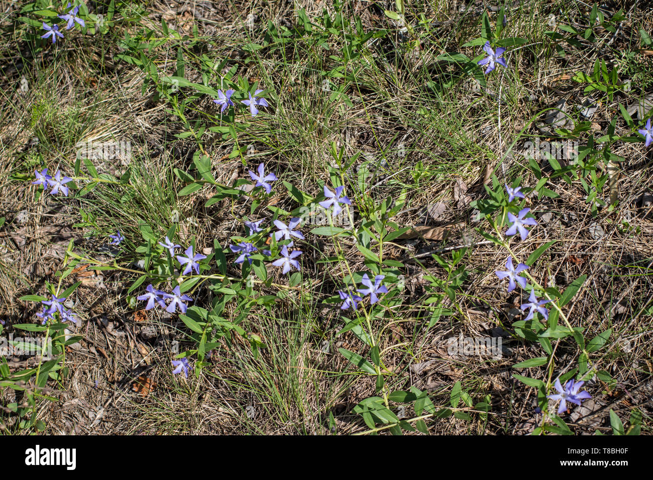 Violet flowers of native wild species Vinca herbacea Stock Photo - Alamy