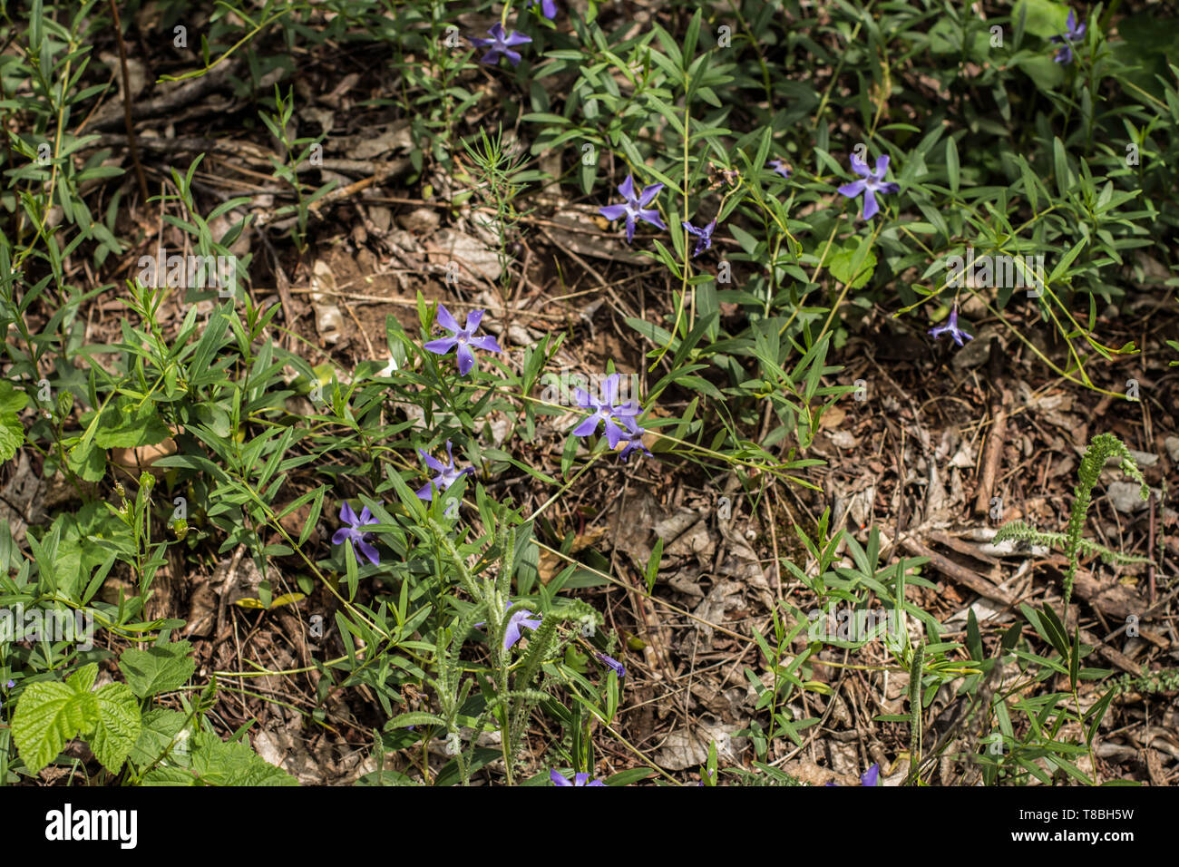 Violet flowers of native wild species Vinca herbacea Stock Photo - Alamy