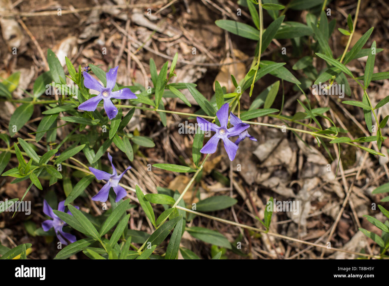 Violet flowers of native wild species Vinca herbacea Stock Photo - Alamy