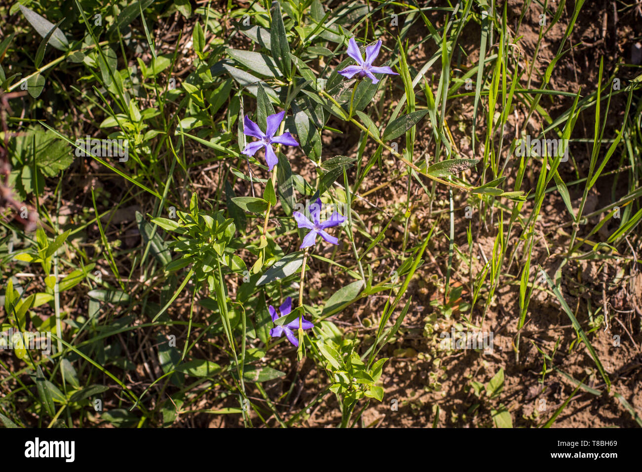 Violet flowers of native wild species Vinca herbacea Stock Photo - Alamy