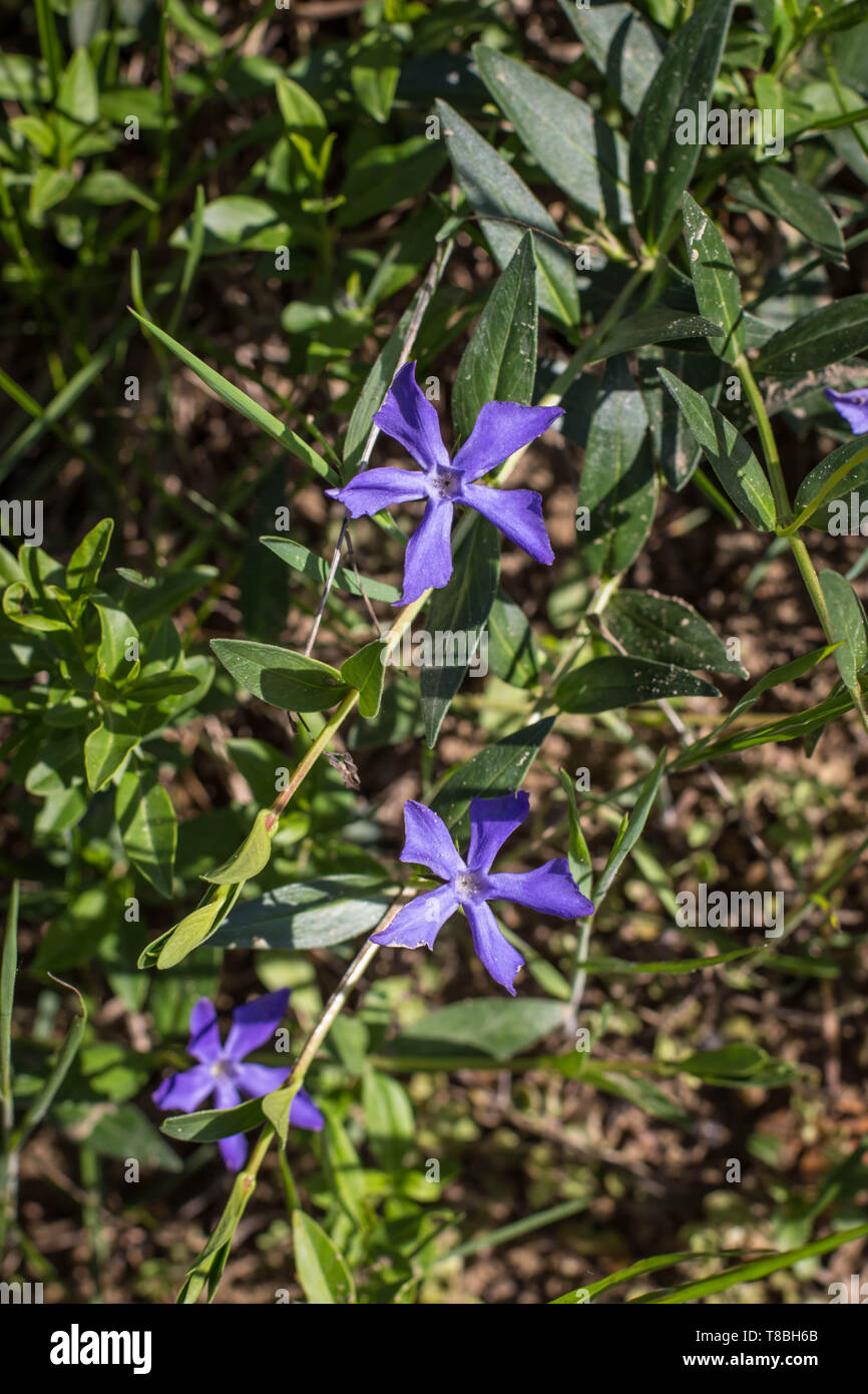 Violet flowers of native wild species Vinca herbacea Stock Photo - Alamy