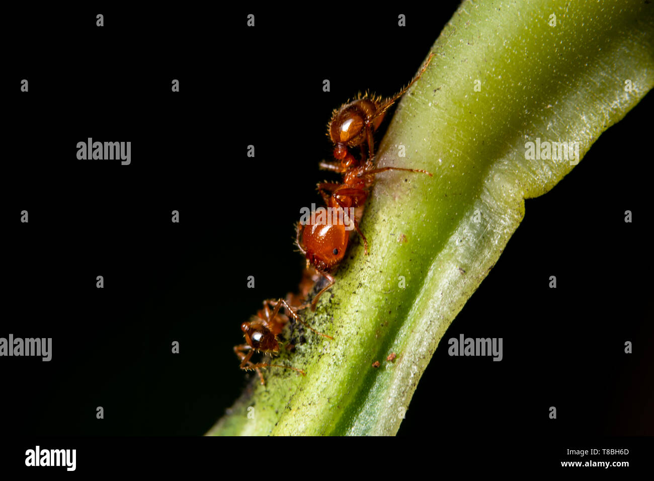 Green tree ant bridge hi-res stock photography and images - Alamy