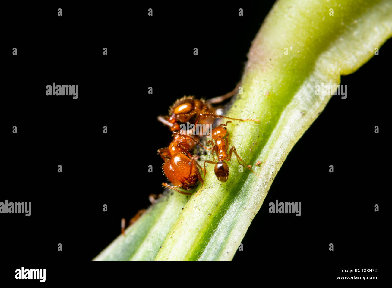 Green tree ant bridge hi-res stock photography and images - Alamy