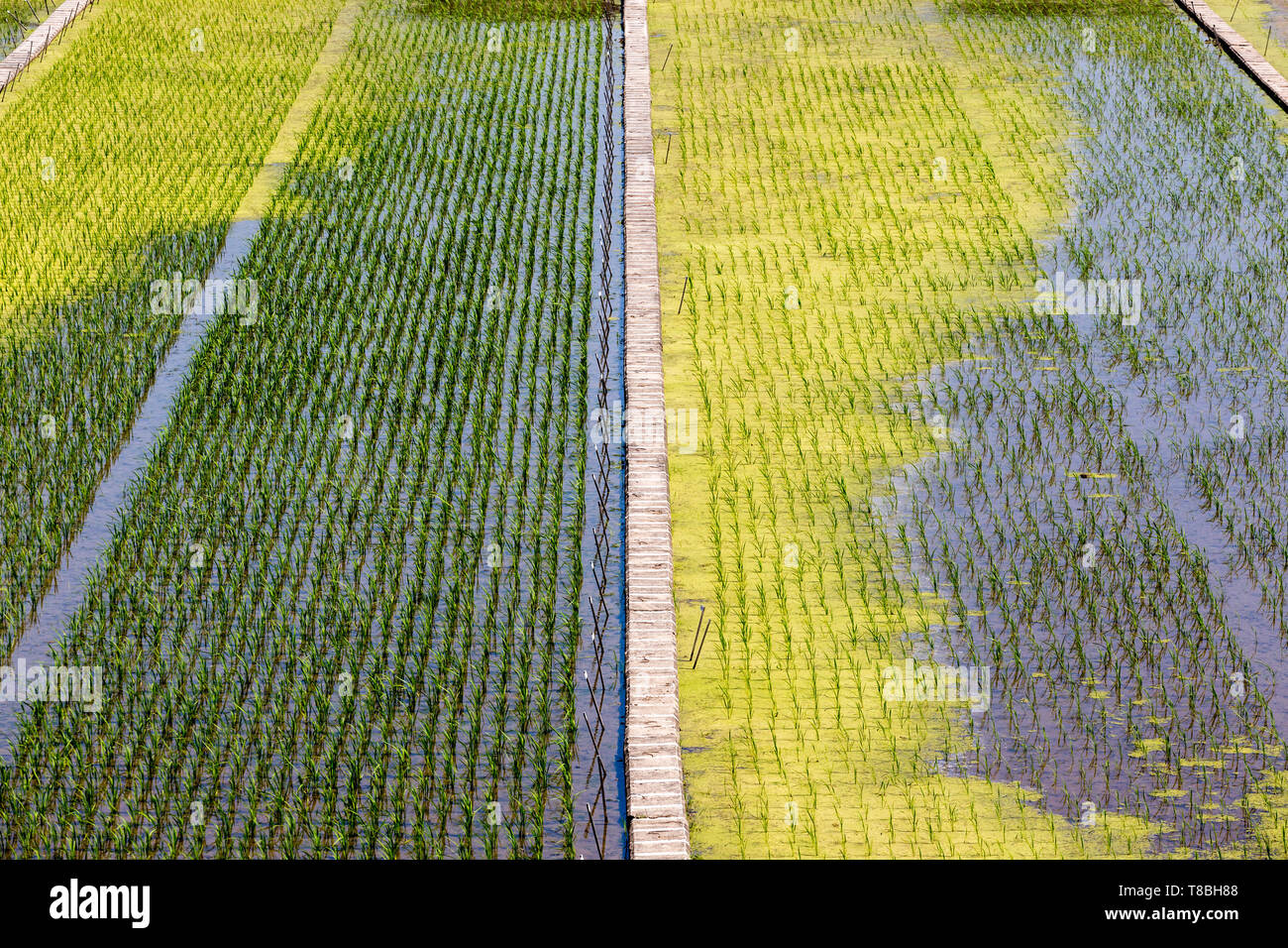 Asian fields hi-res stock photography and images - Alamy