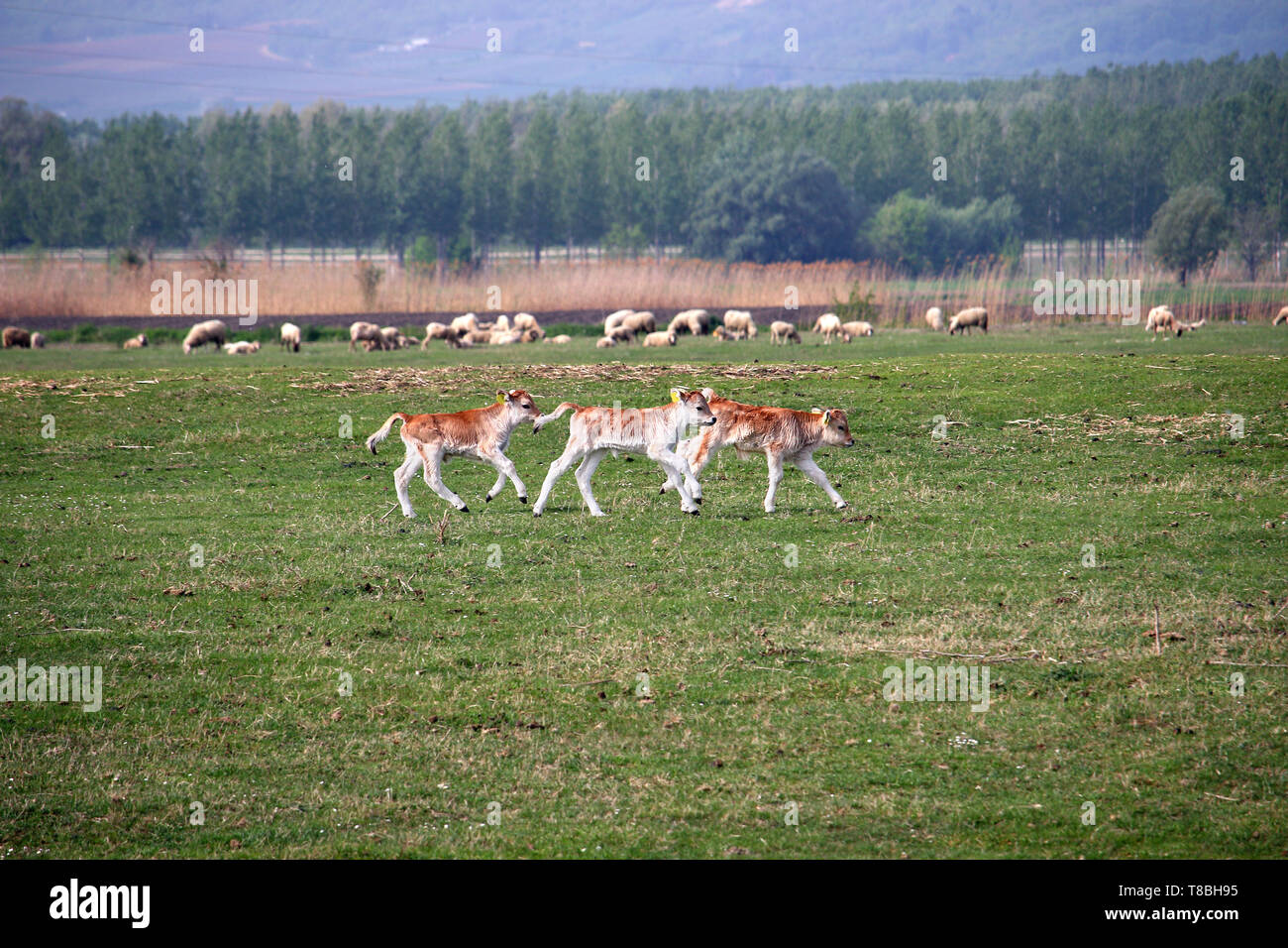 Calf running cow hi-res stock photography and images - Alamy