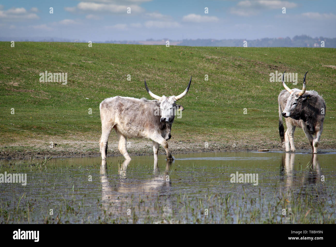 Podolian cows drink water on the river agriculture Stock Photo - Alamy