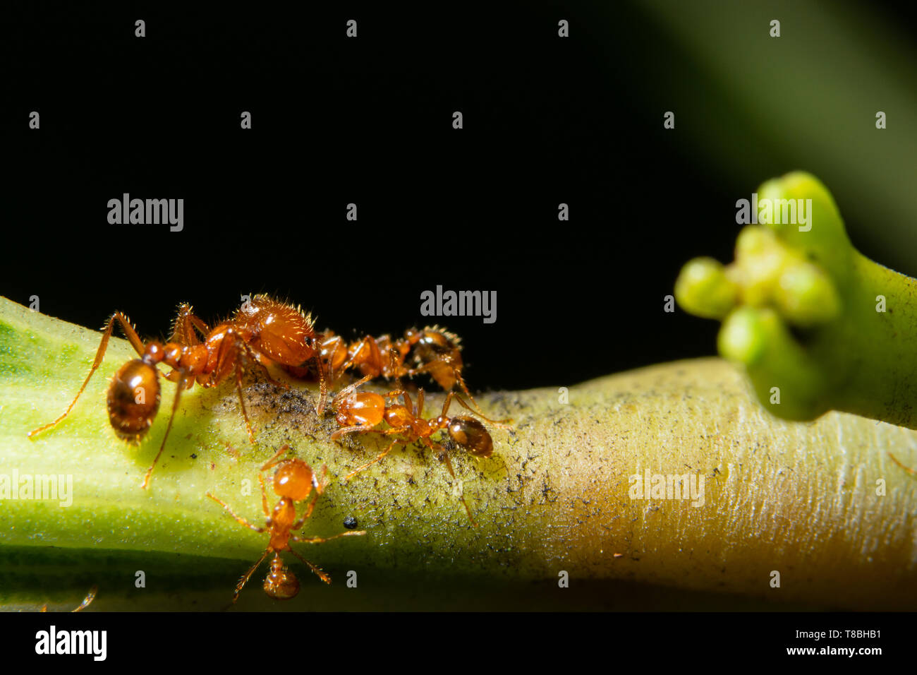 Green tree ant bridge hi-res stock photography and images - Alamy