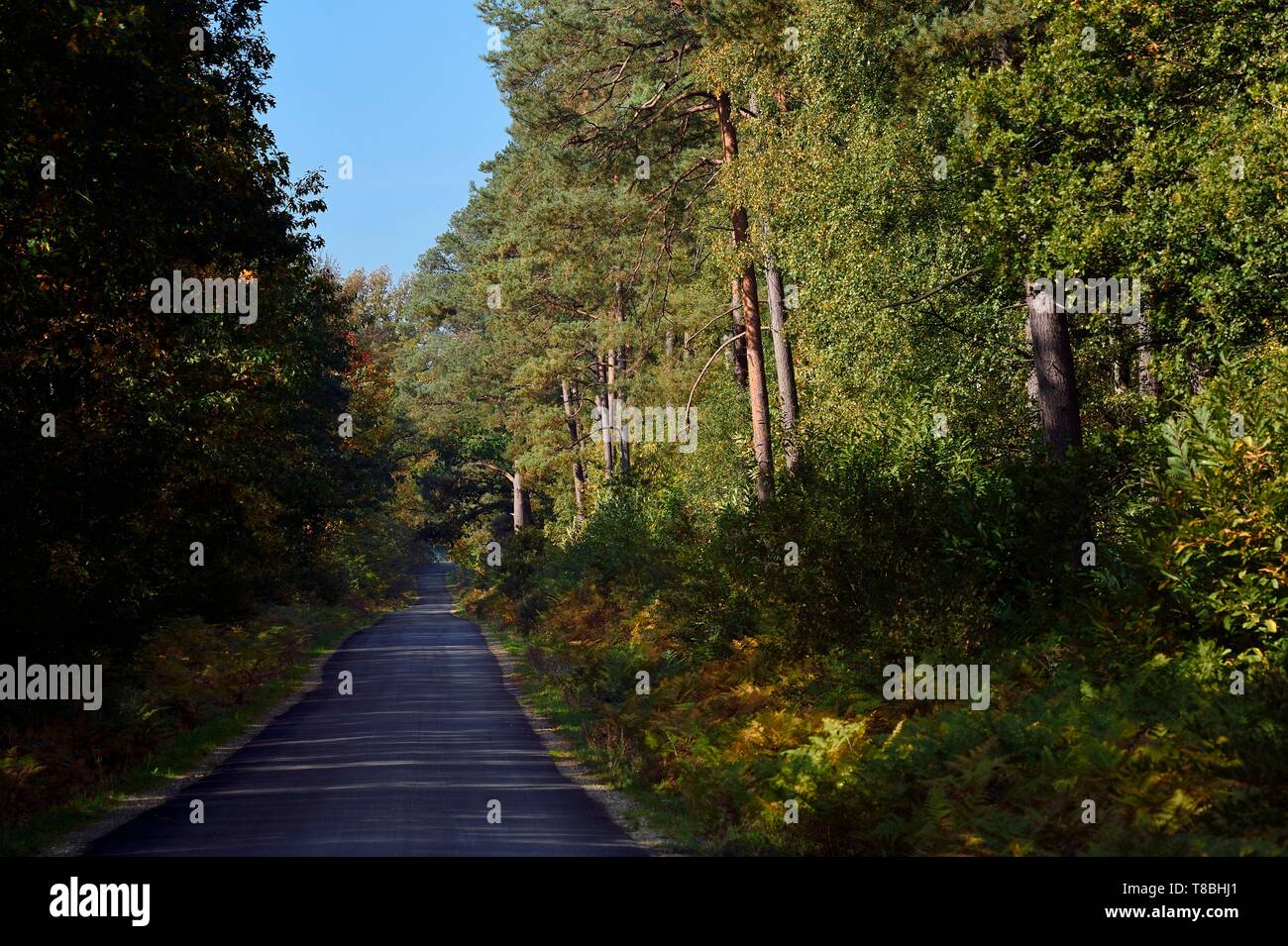 France normandy forest hi-res stock photography and images - Alamy