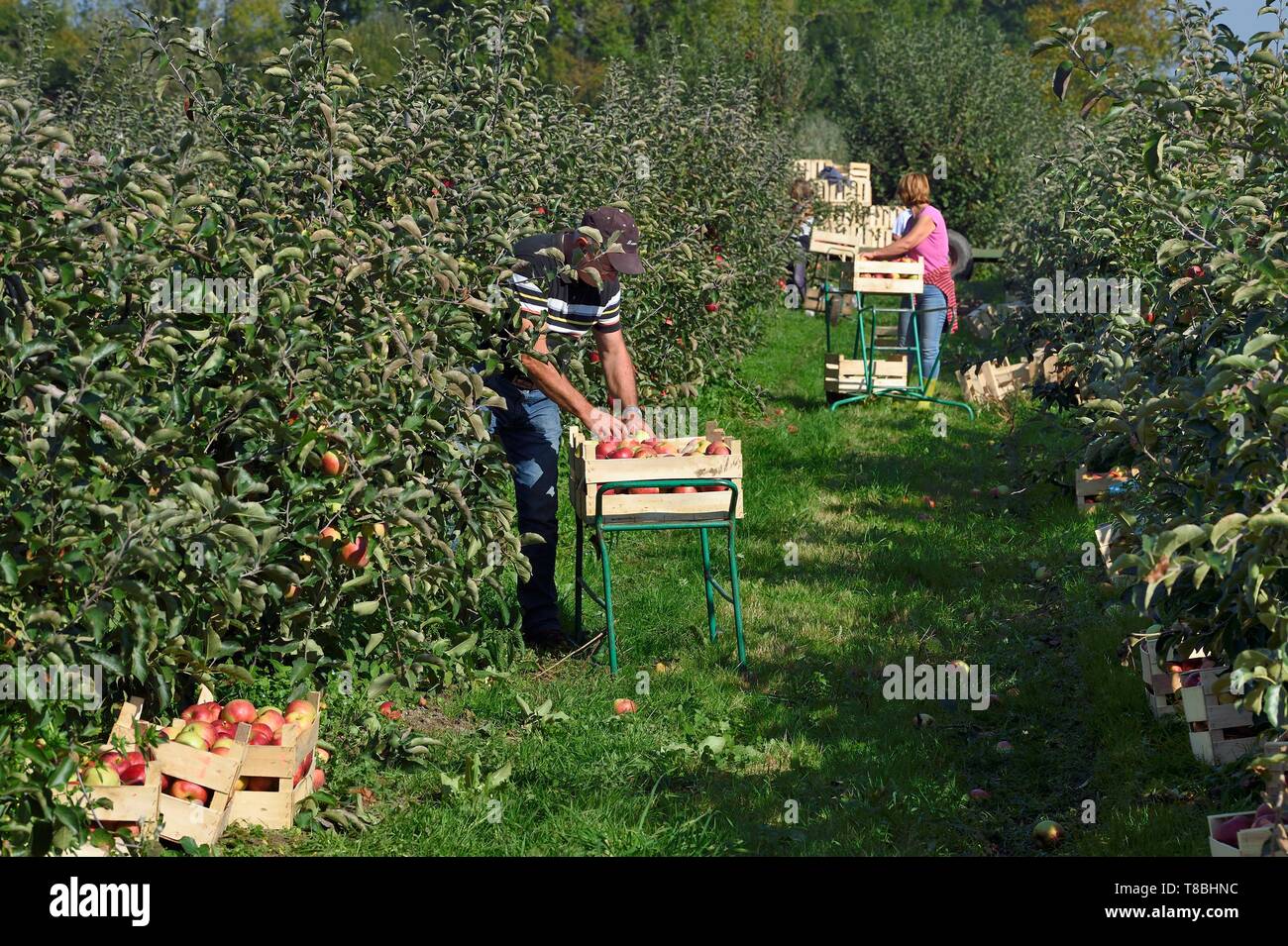 Normandy orchards france hi-res stock photography and images - Alamy