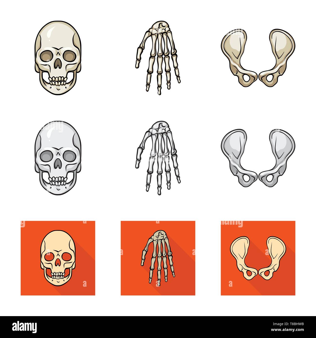 Skeleton Medical Graphics Design Deluxe Human Skeleton Model | Health