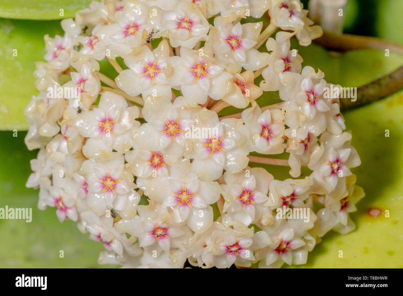 Hoya flowers in nature hi-res stock photography and images - Alamy