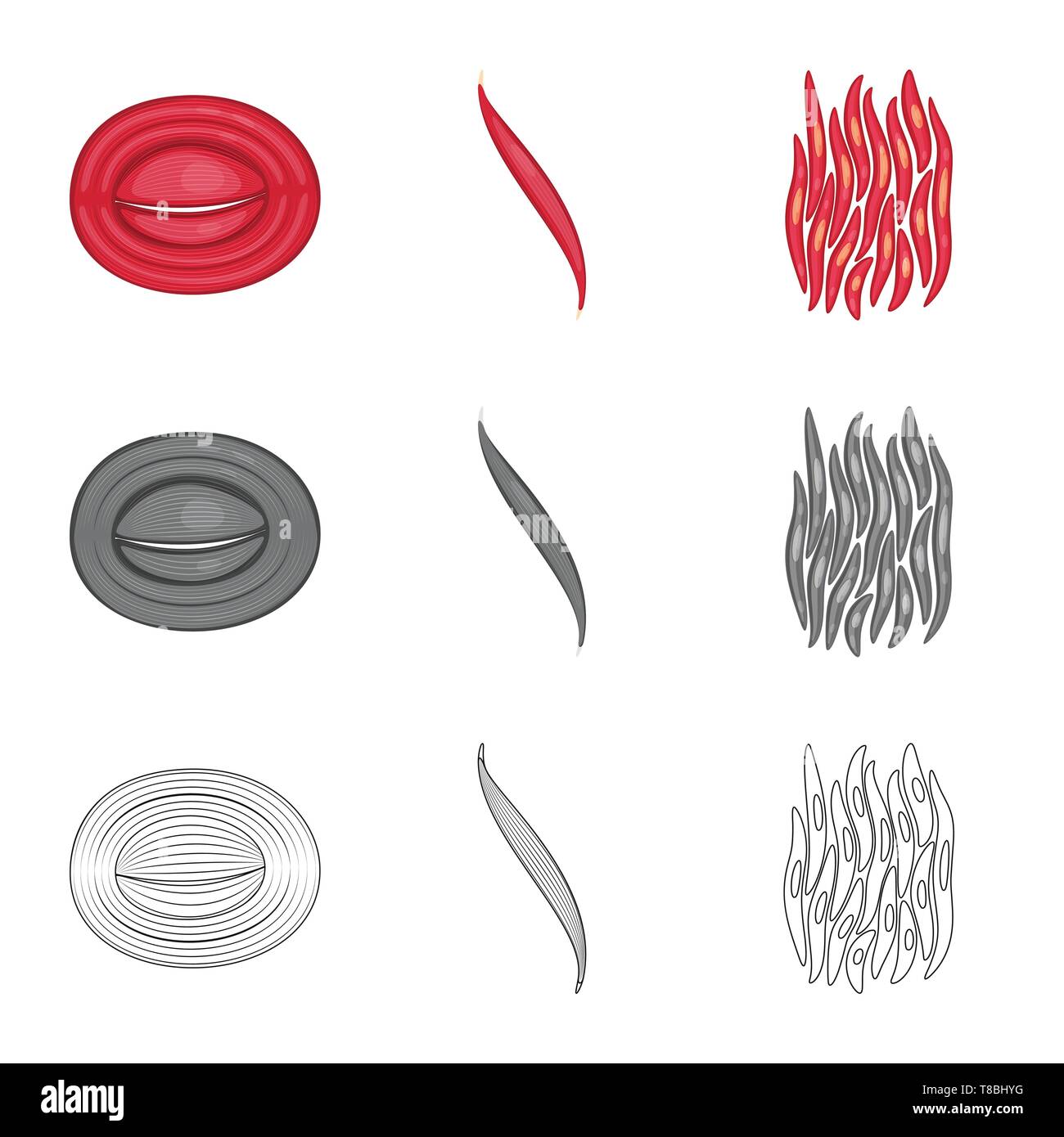 Vector illustration of fiber and muscular logo. Set of fiber and body ...