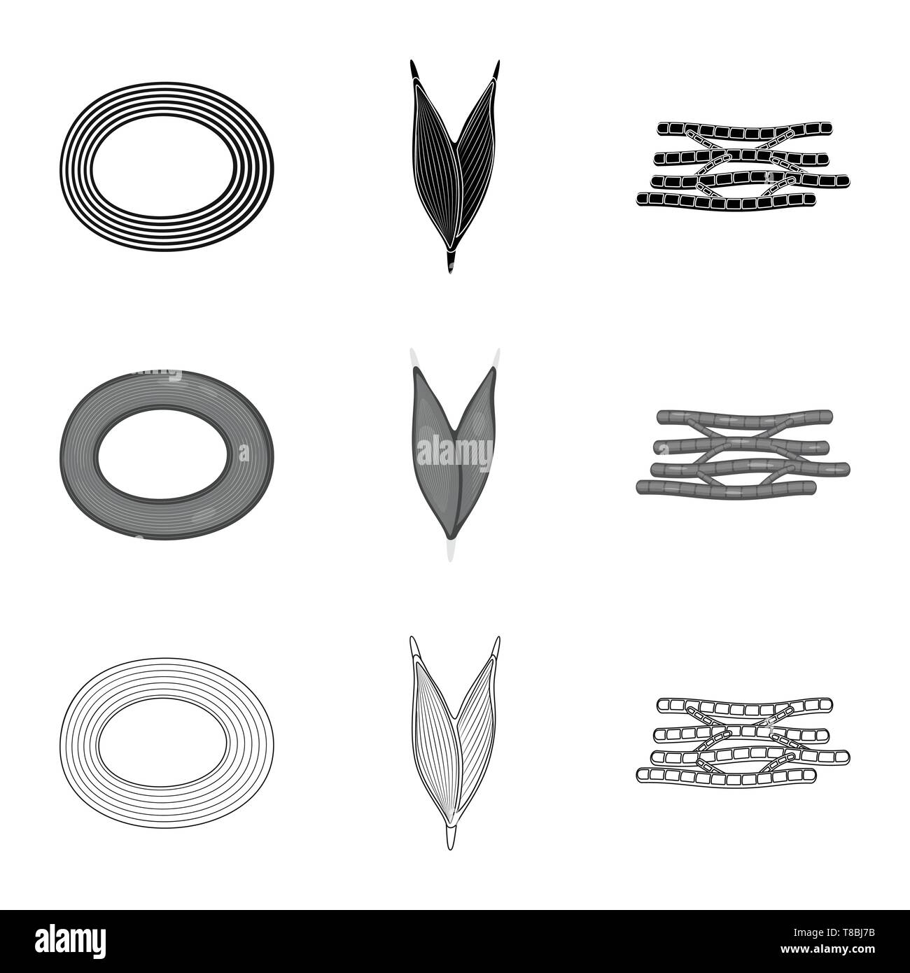 Vector illustration of fiber and muscular sign. Set of fiber and body ...