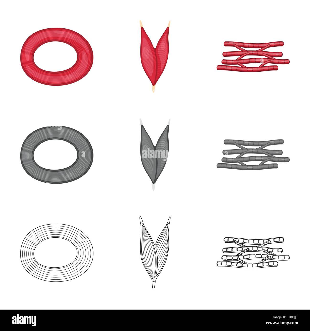 Vector illustration of fiber and muscular icon. Collection of fiber and ...