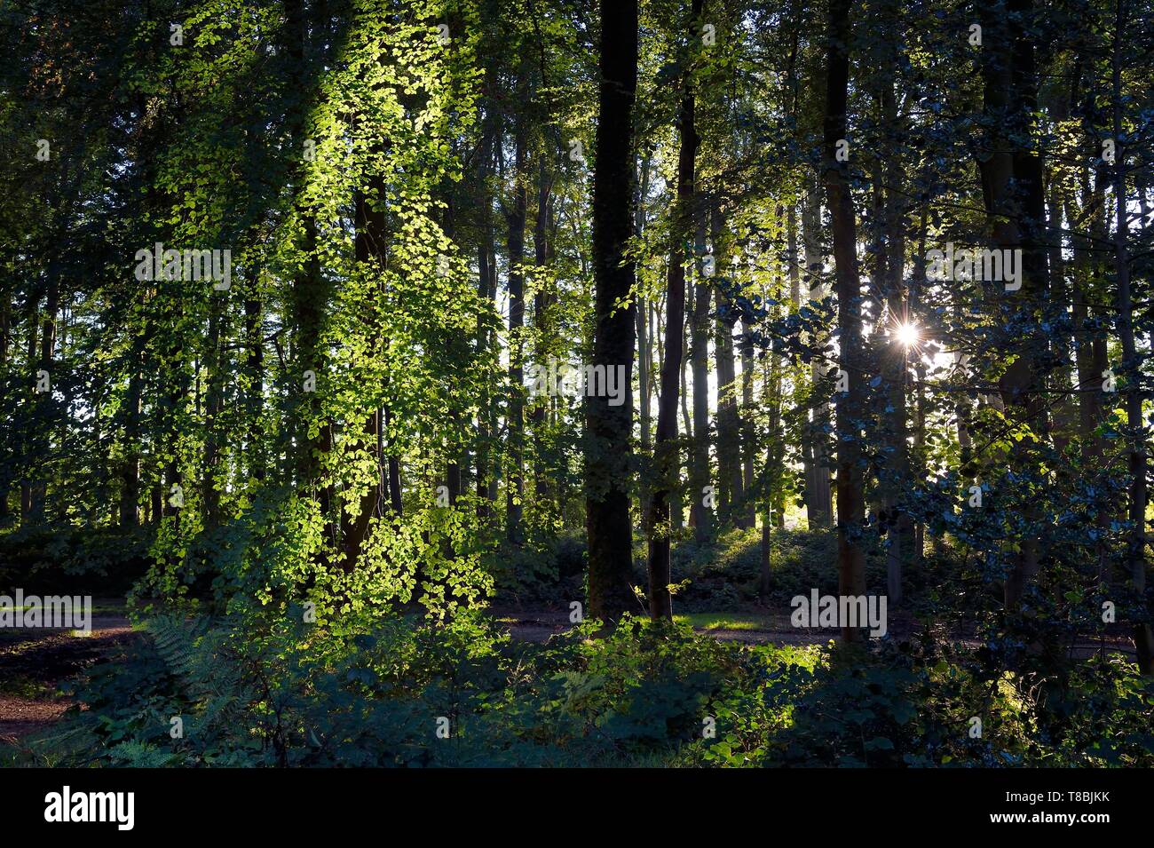 France normandy forest hi-res stock photography and images - Alamy