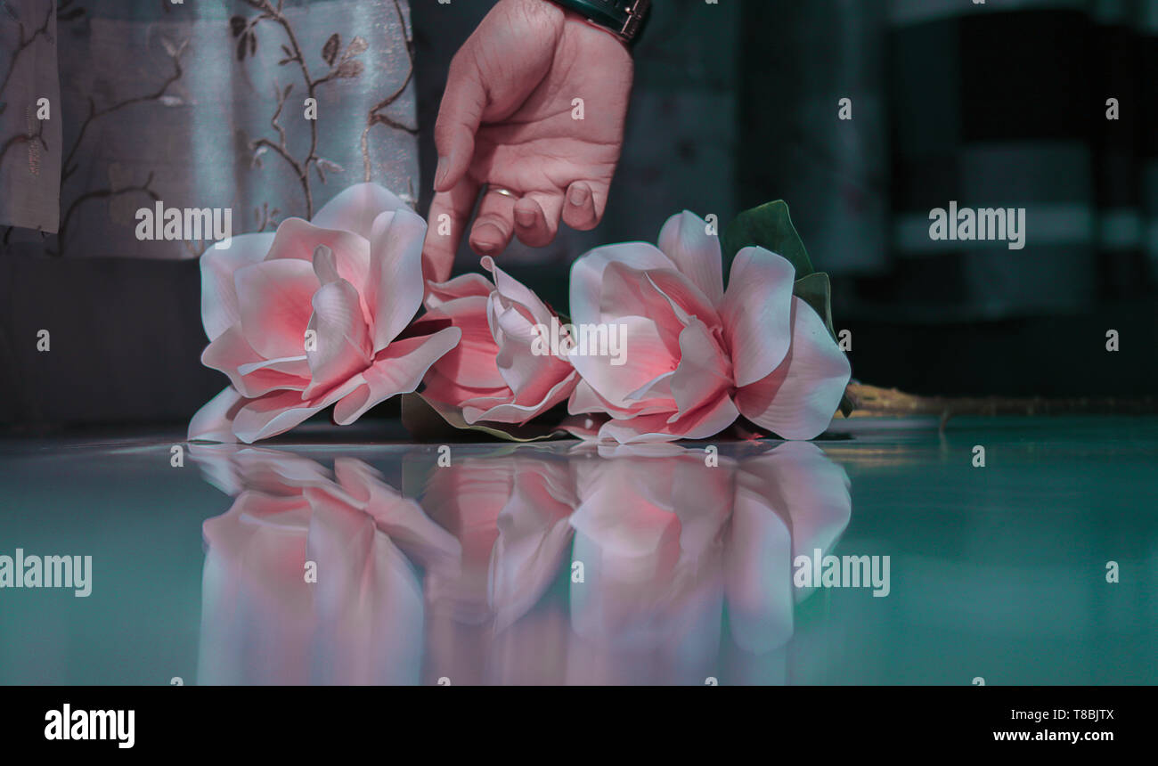 Boy with roses hi-res stock photography and images - Alamy