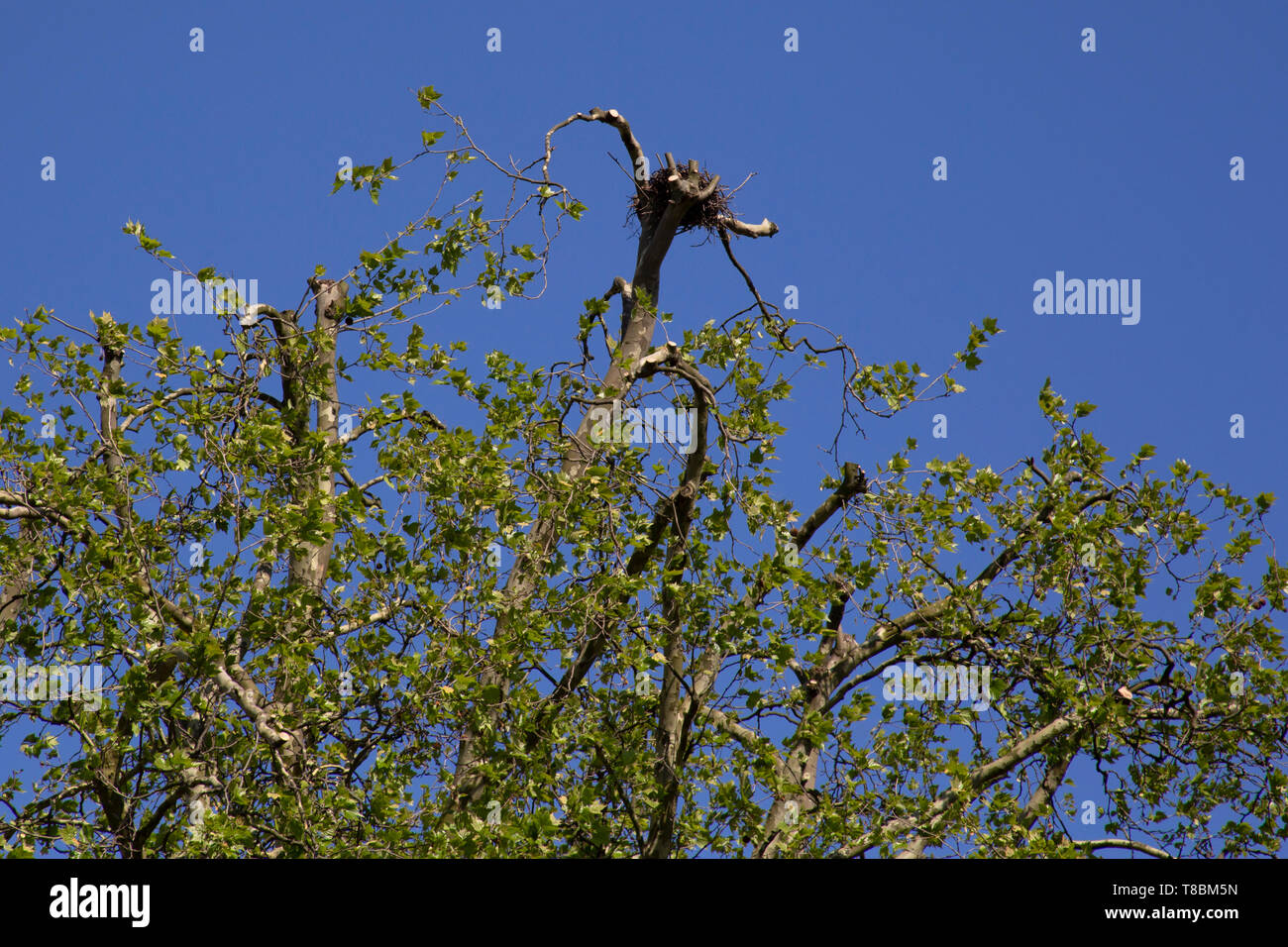 Crows nest london tree hi-res stock photography and images - Alamy