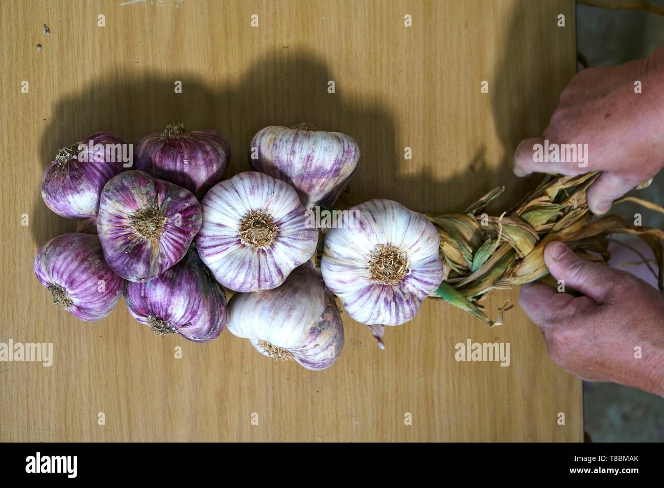France, Tarn et Garonne, Sebastien Taupiac, producer of Ail Violet, AOC ...