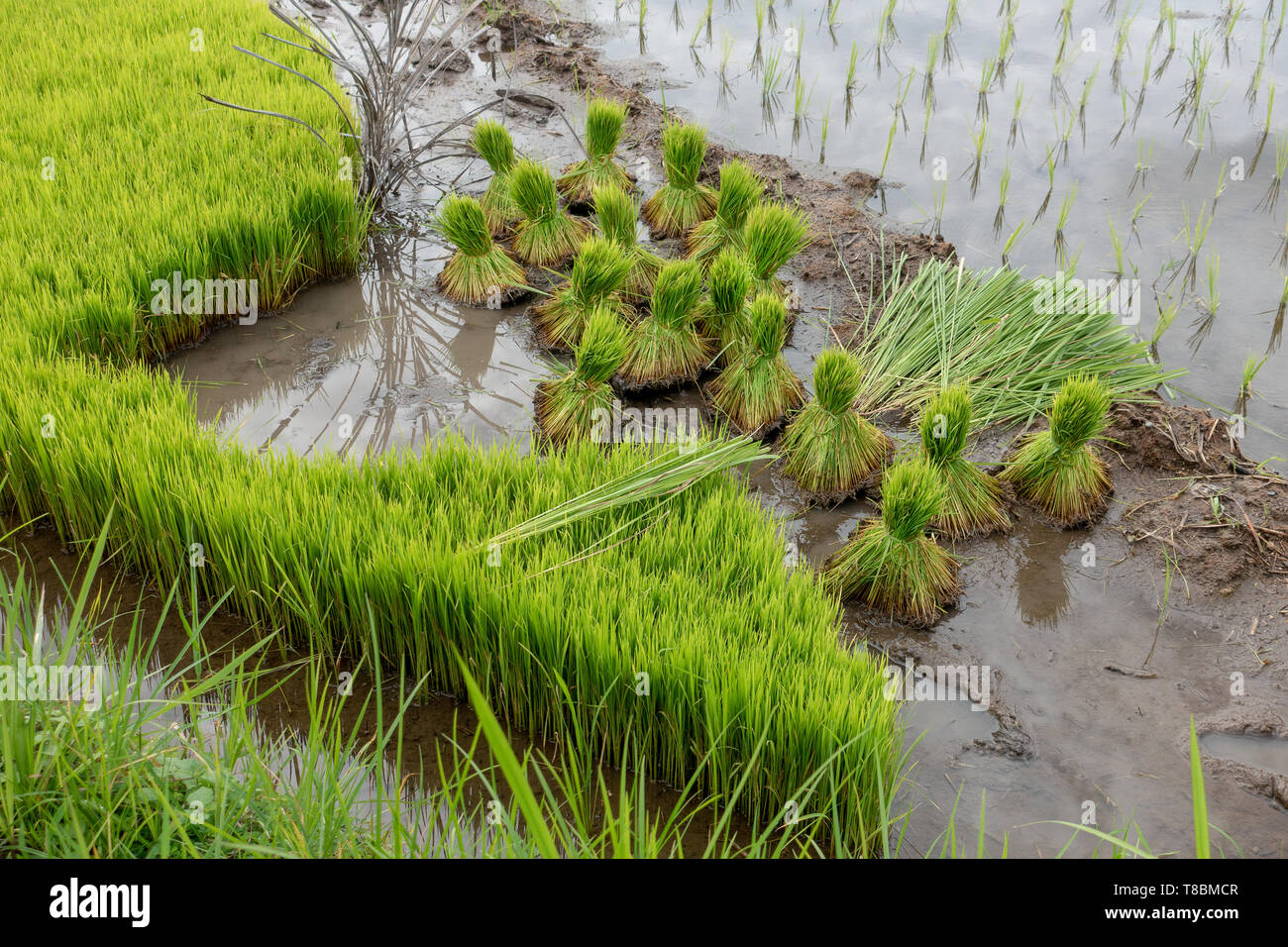 Malaysia rice field terraced hi-res stock photography and images - Alamy