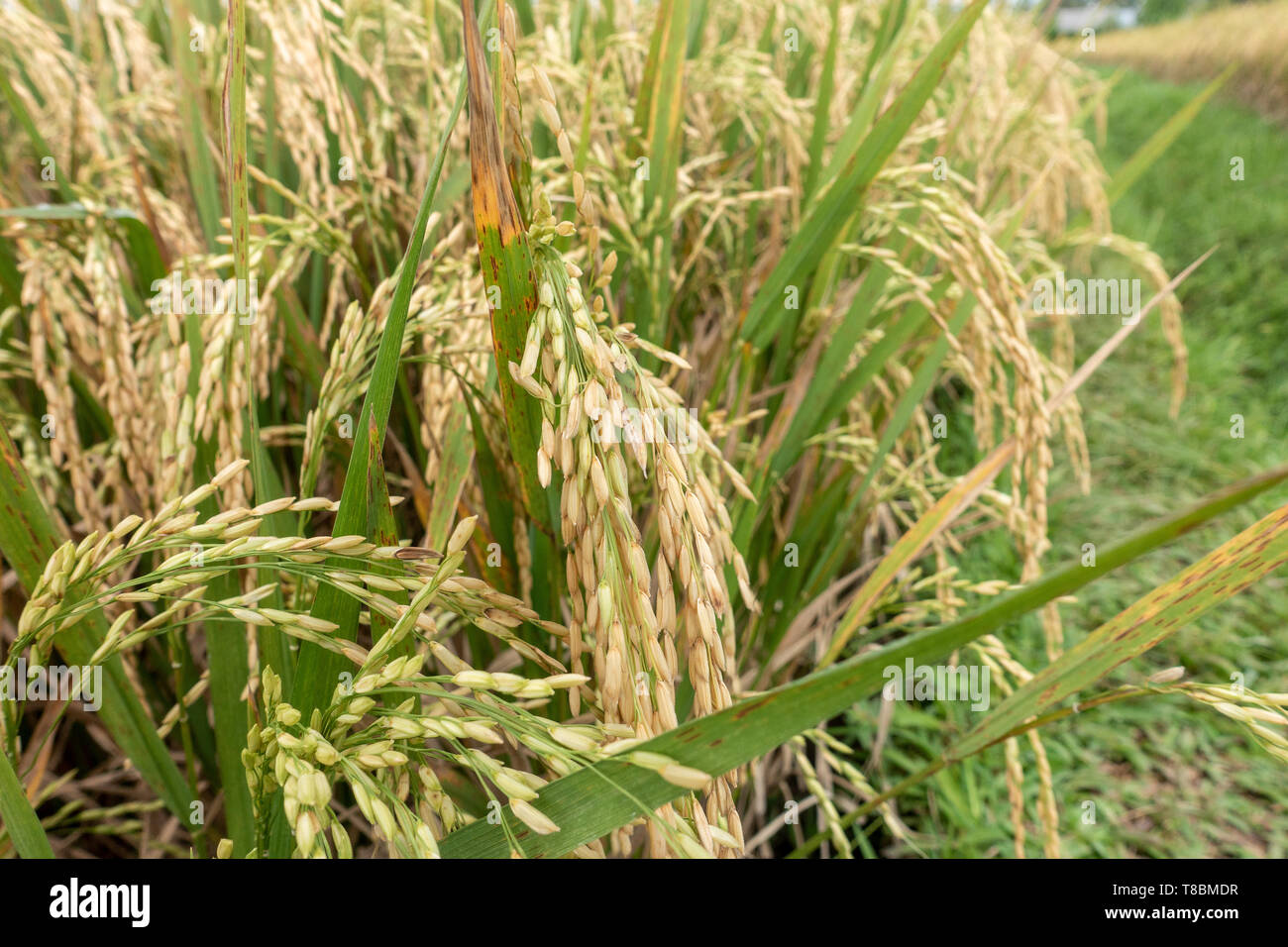 Rice grains visible hi-res stock photography and images - Alamy