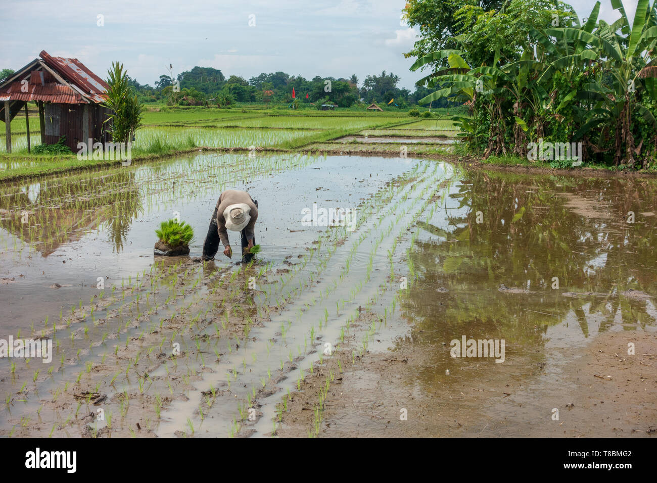 Farmer working in rice paddy field during rainy season Stock Photo - Alamy