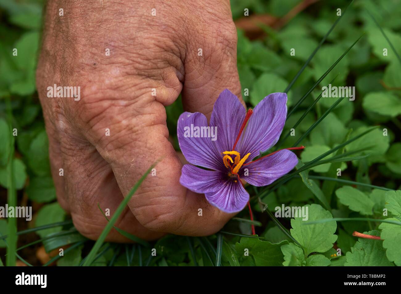 France, Lot, Cajarc, locality Garrigue, Didier Burg, producer of ...