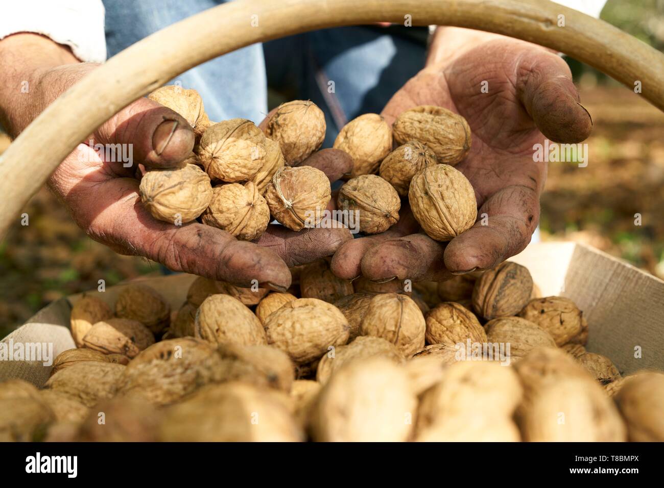 Harvesting nuts hi-res stock photography and images - Alamy