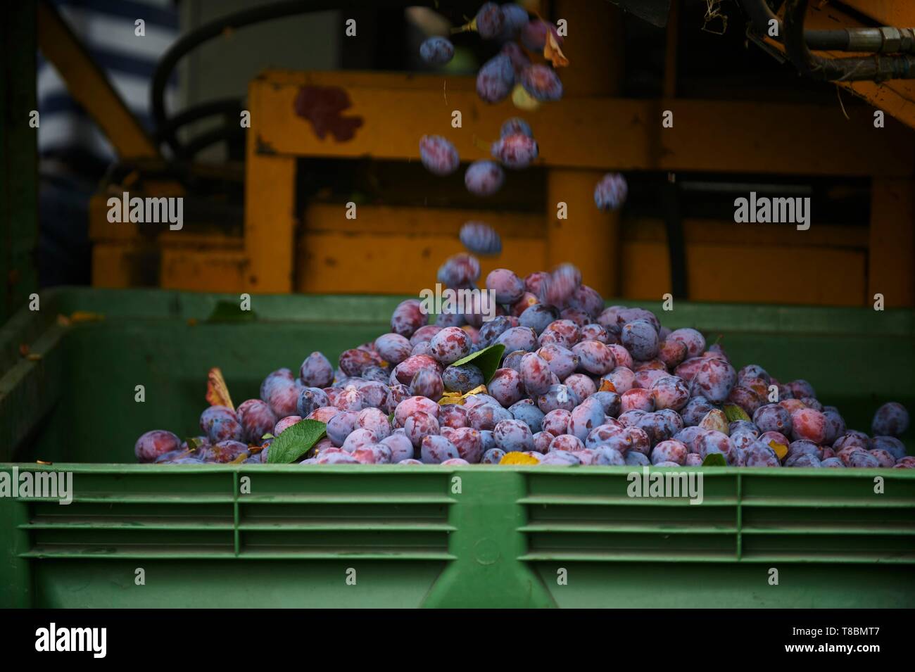 Prunes france hi-res stock photography and images - Alamy