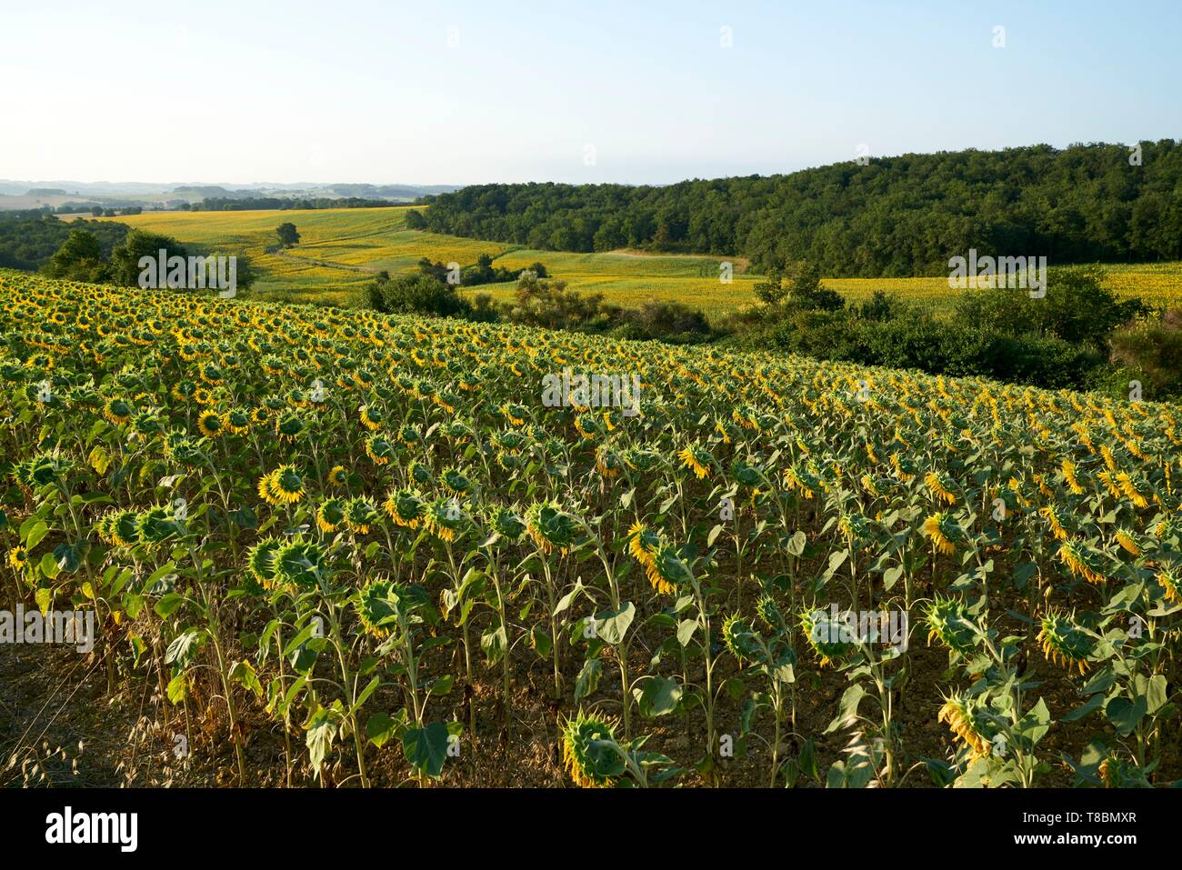France, Gers, Barran, landscape, sunflower fields towards Barran Stock ...