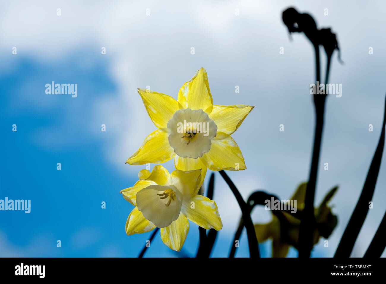 Worms eye view yellow flowers hi-res stock photography and images - Alamy