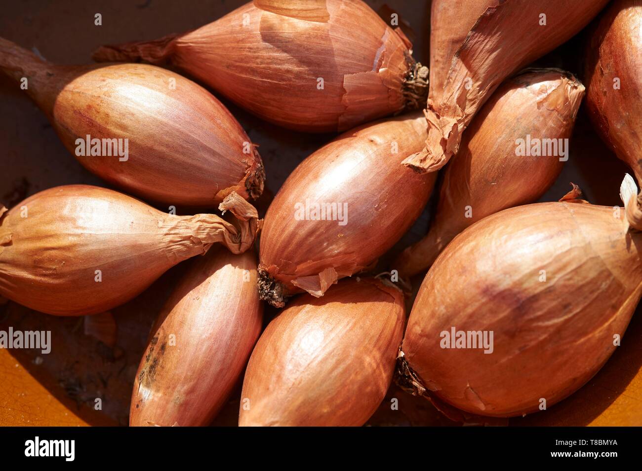 Allium cepa var. aggregatum hi-res stock photography and images - Alamy