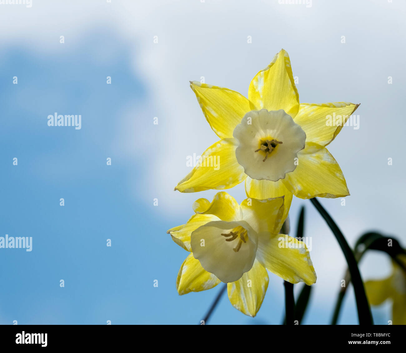 Worms eye view yellow flowers hi-res stock photography and images - Alamy