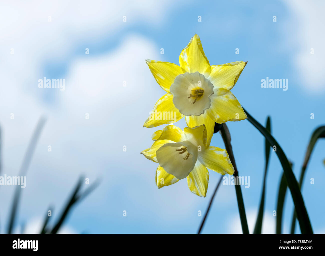 Worms eye view yellow flowers hi-res stock photography and images - Alamy