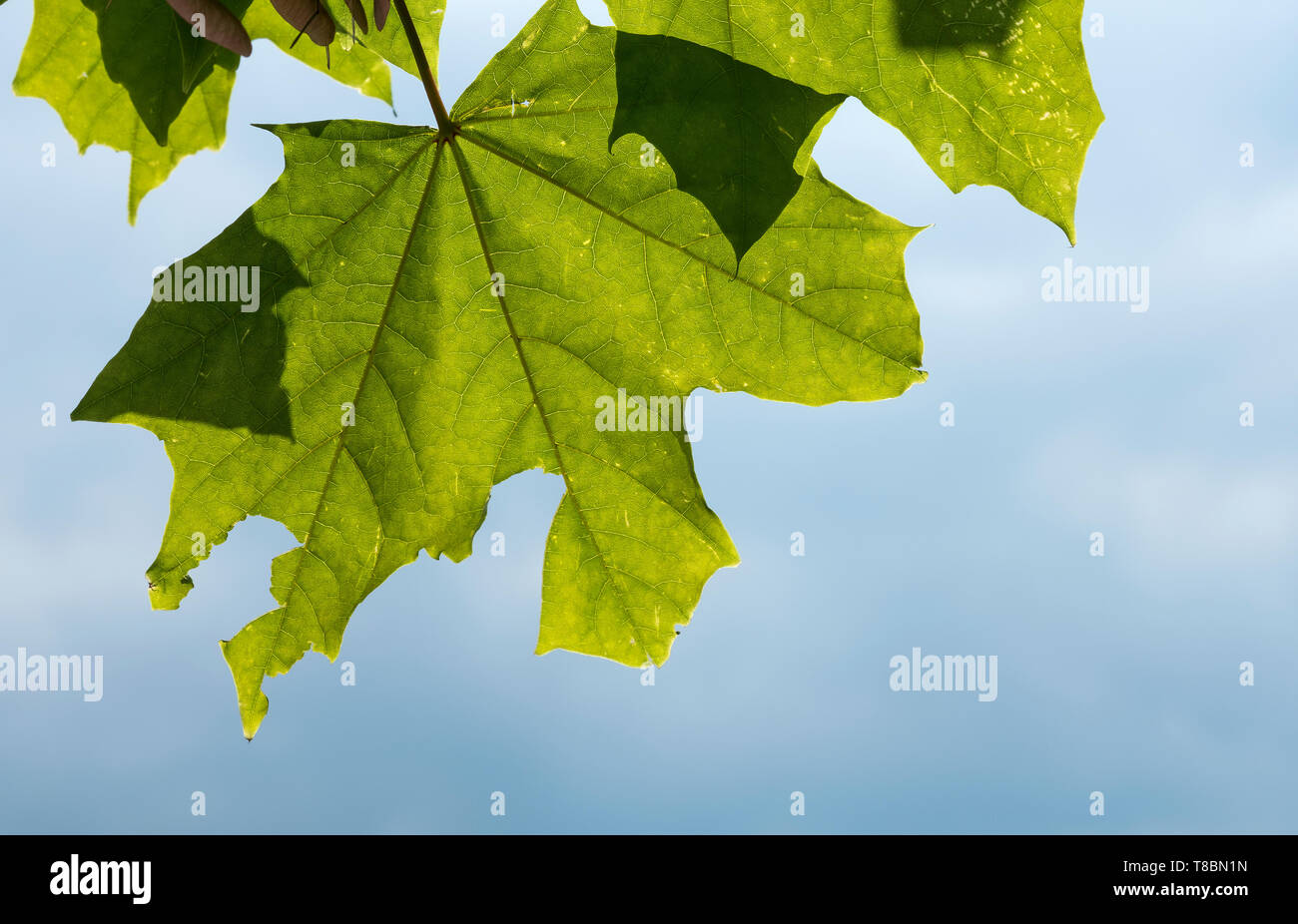 Broad leaf structure hi-res stock photography and images - Alamy