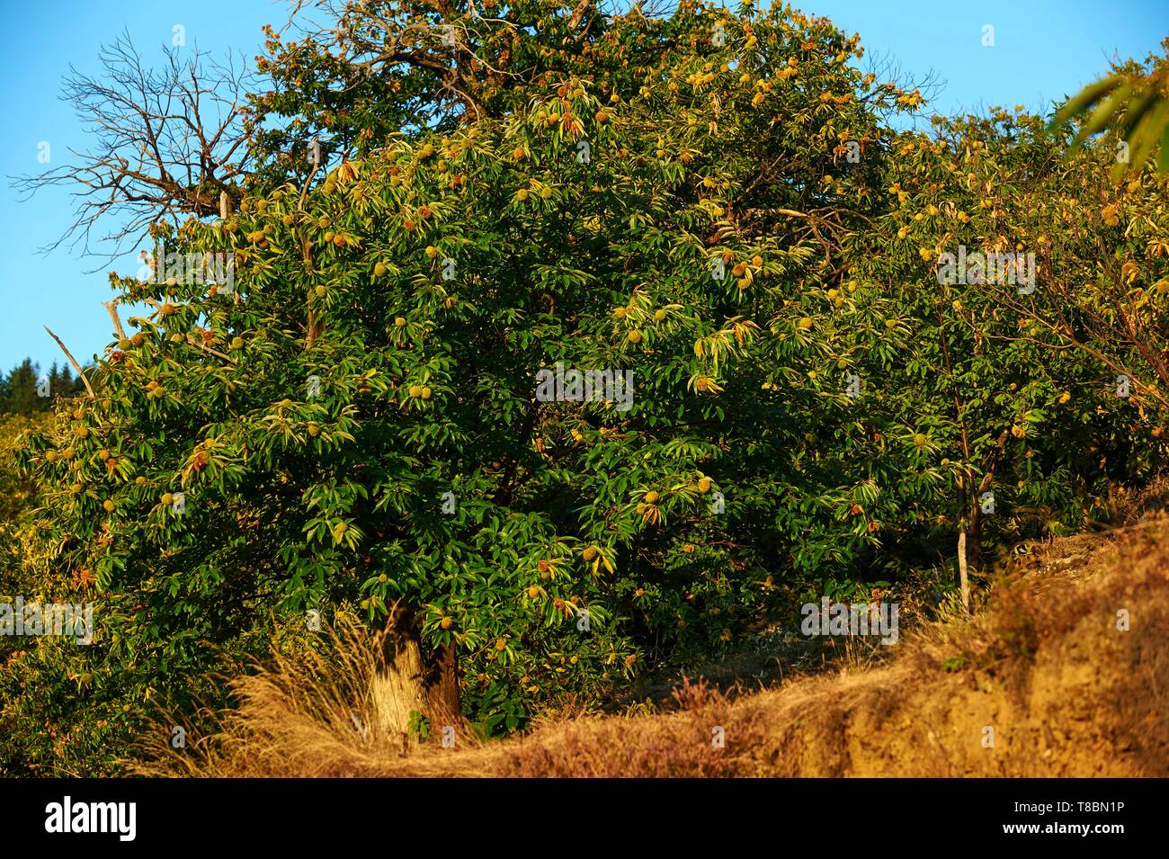 France, Lozere, Collet de Deze, locality Charbonnier, Chestnut Stock ...