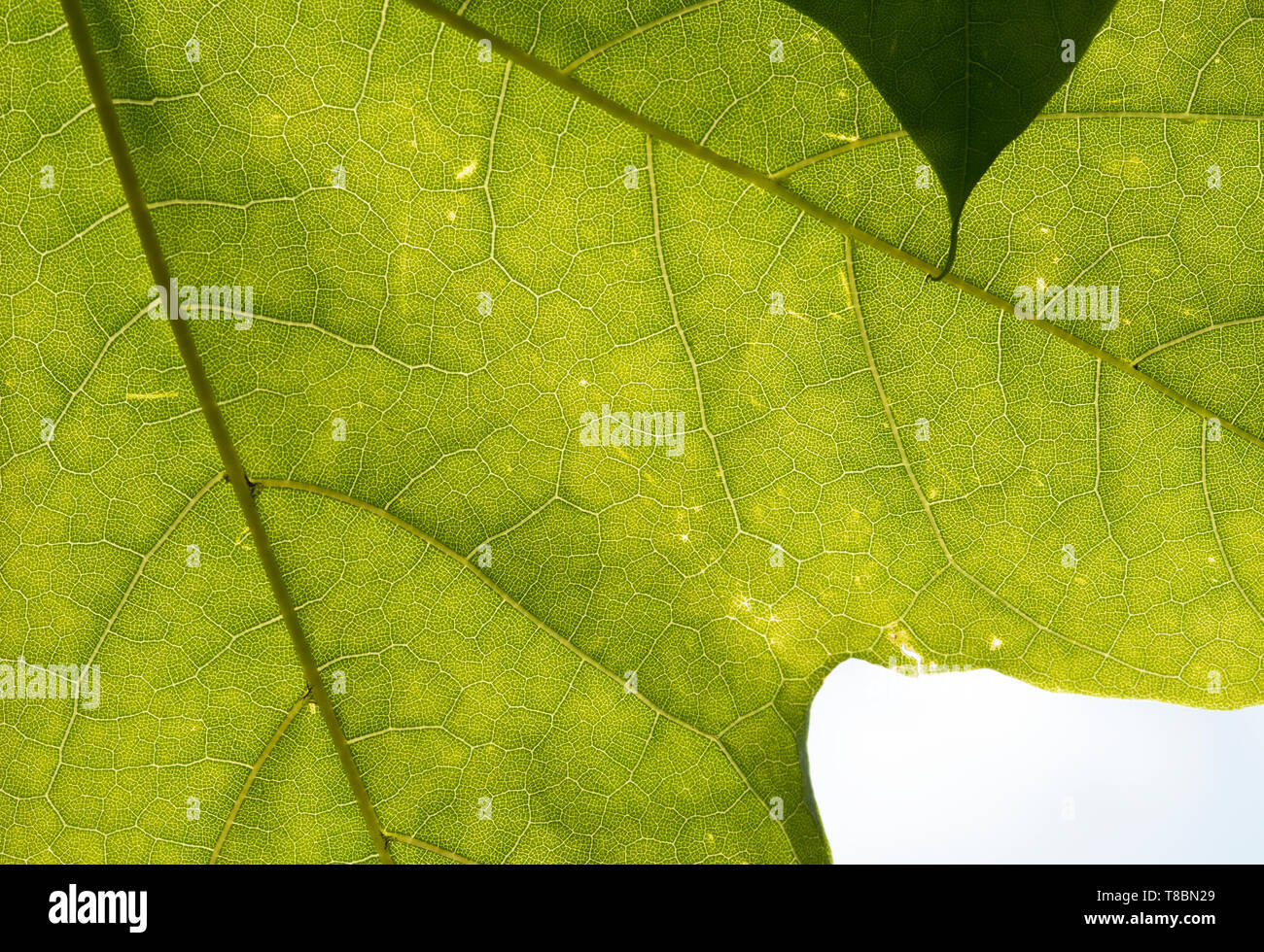 Backlit boad green leaf detail Stock Photo - Alamy