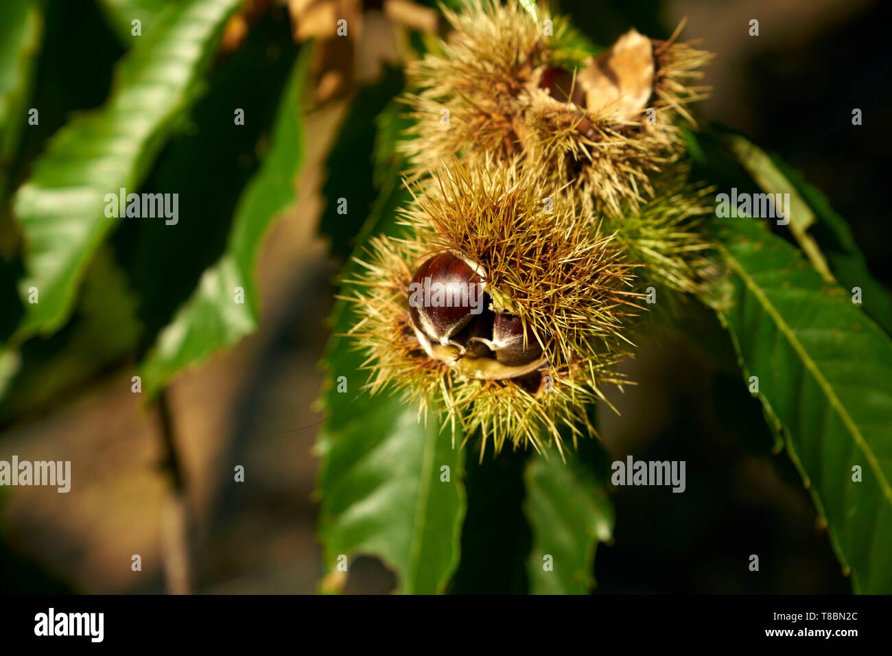 Chestnut plantation hi-res stock photography and images - Alamy