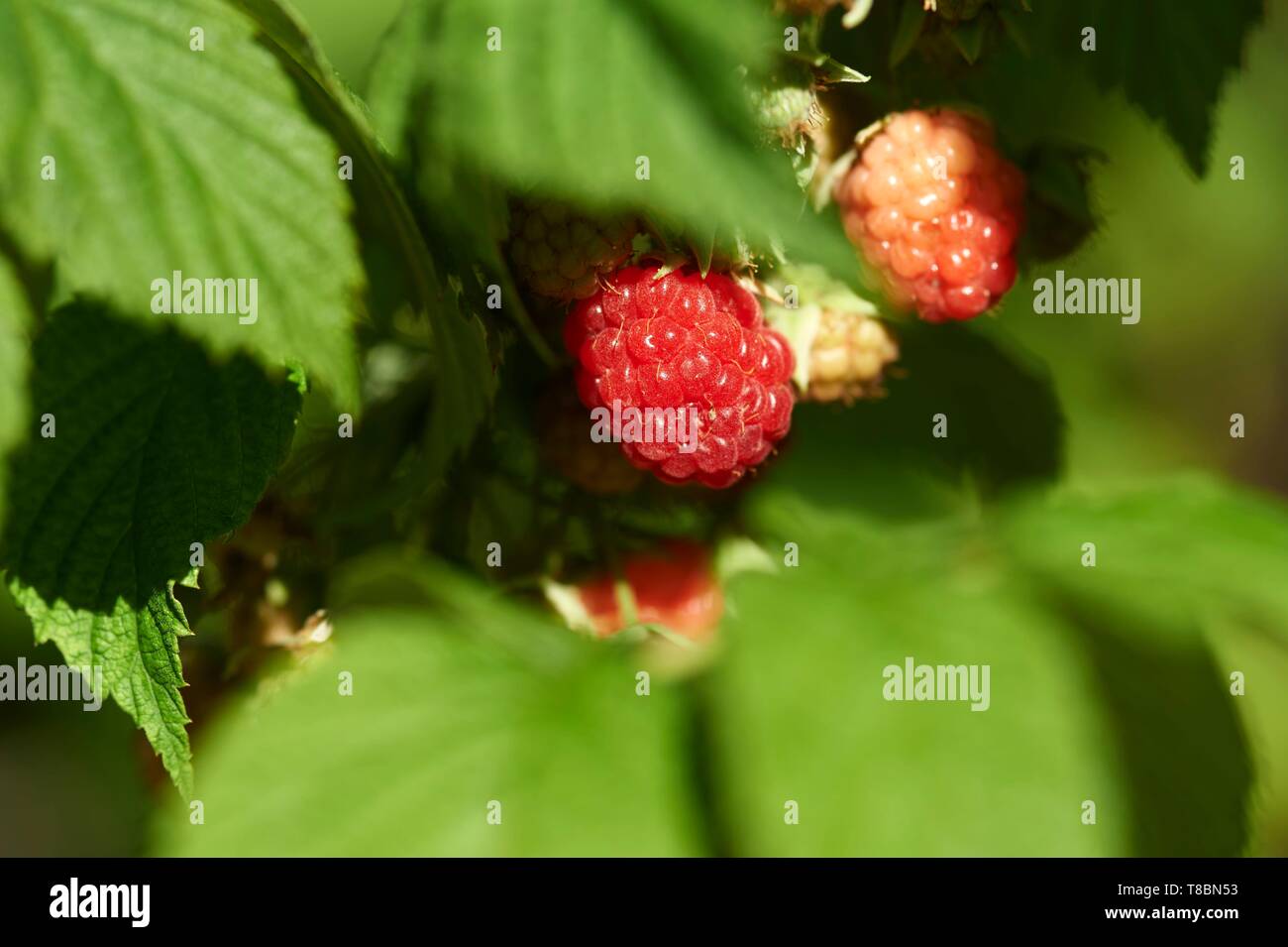 Raspberry close up hi-res stock photography and images - Alamy