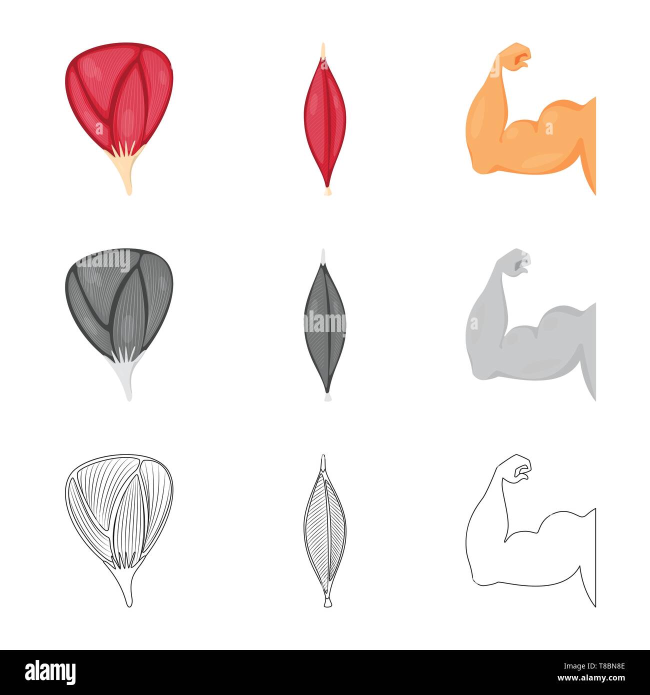 Vector design of fiber and muscular symbol. Collection of fiber and ...