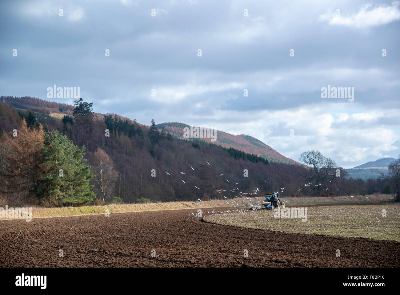 Farmer in Tractor, Working Arable Land, Perthshire, Scotland, UK Stock ...